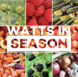 Watts in Season - September 2020 – Watts Farms