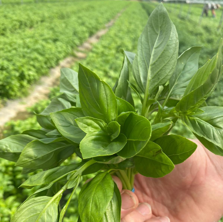 How Do We Grow Our Kentish Basil? | Watts Farms