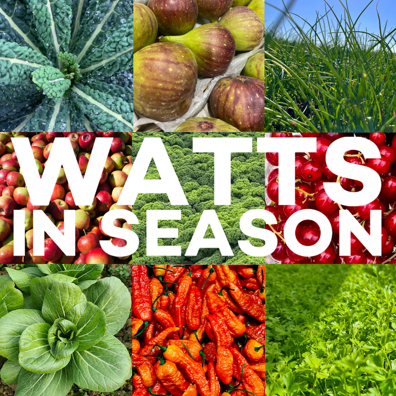 Watts In Season - September – Watts Farms