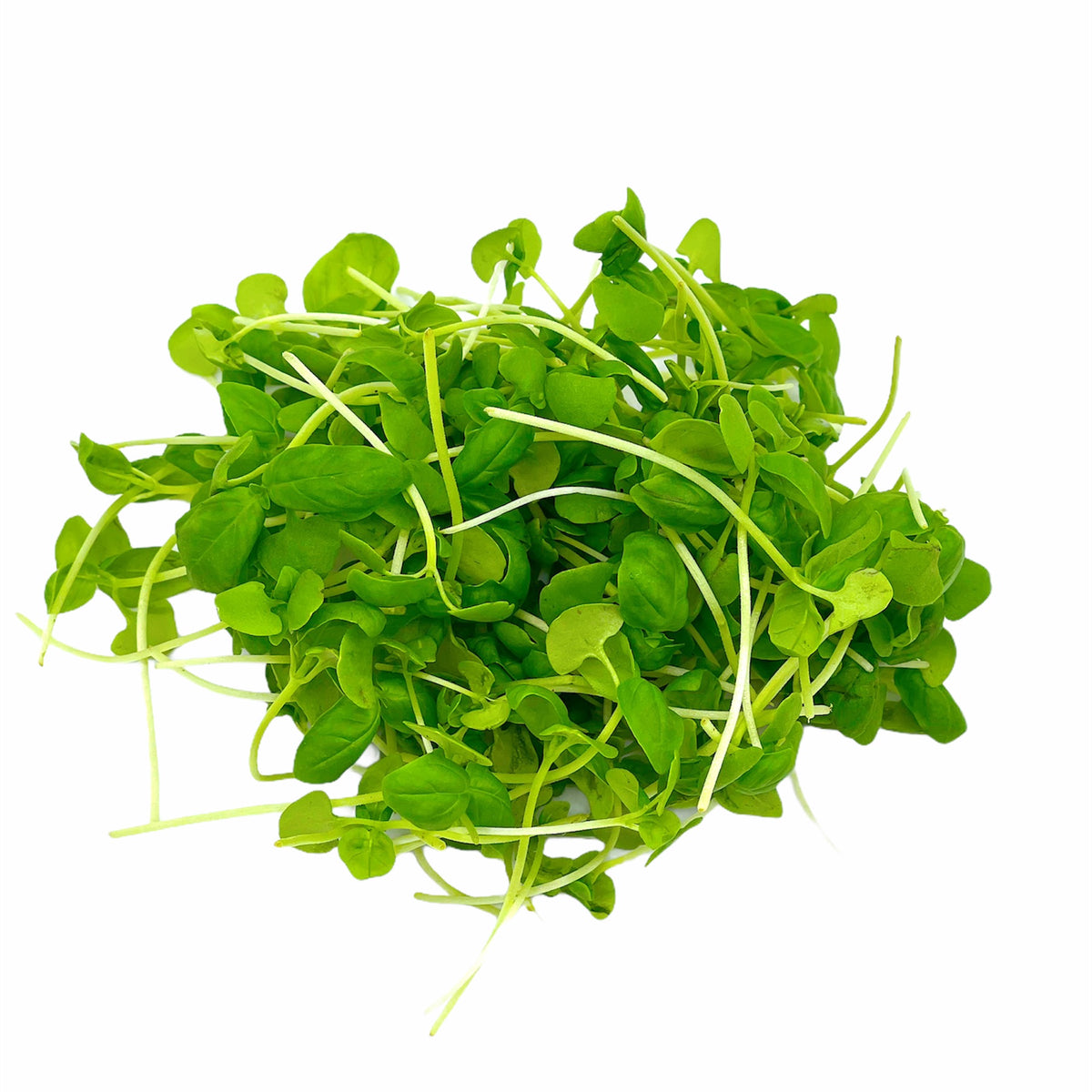 Baby Cress Green Basil - 30g – Watts Farms