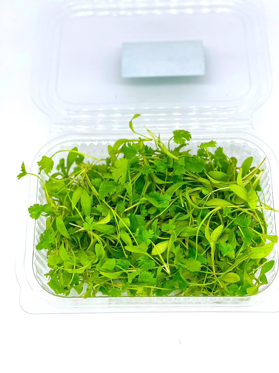 Baby Cress Coriander - 30g – Watts Farms